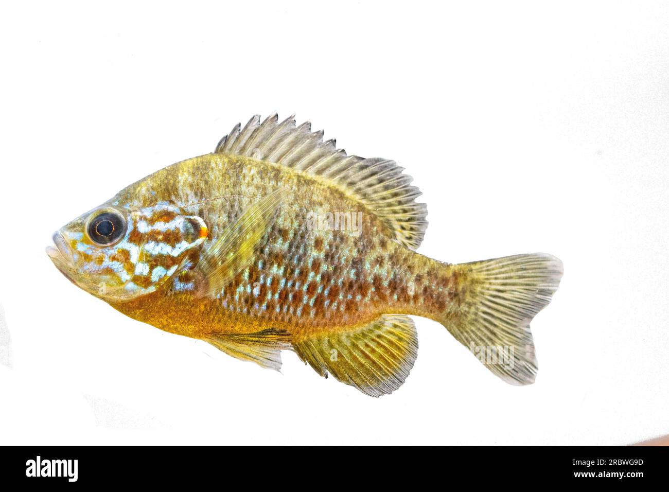 Summer panfish hi-res stock photography and images - Alamy