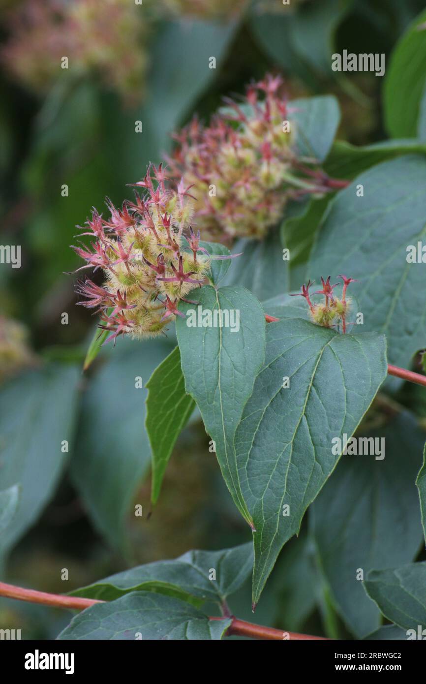 Beauty bush kolkwitzia amabilis hi-res stock photography and images - Alamy