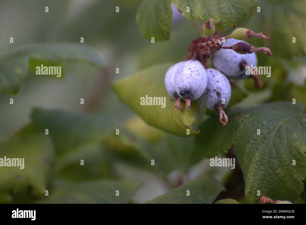 Fruits of red-flowering currant (Ribes sanguineum Stock Photo - Alamy