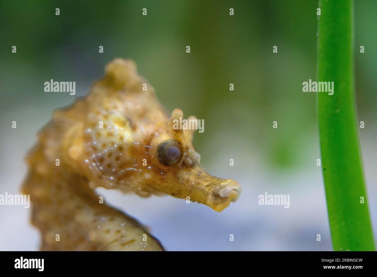 short snouted seahorse male in bristol aquarium Stock Photo - Alamy