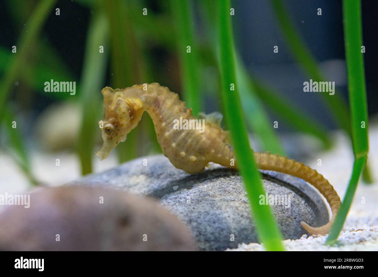 short snouted seahorse male in bristol aquarium Stock Photo - Alamy