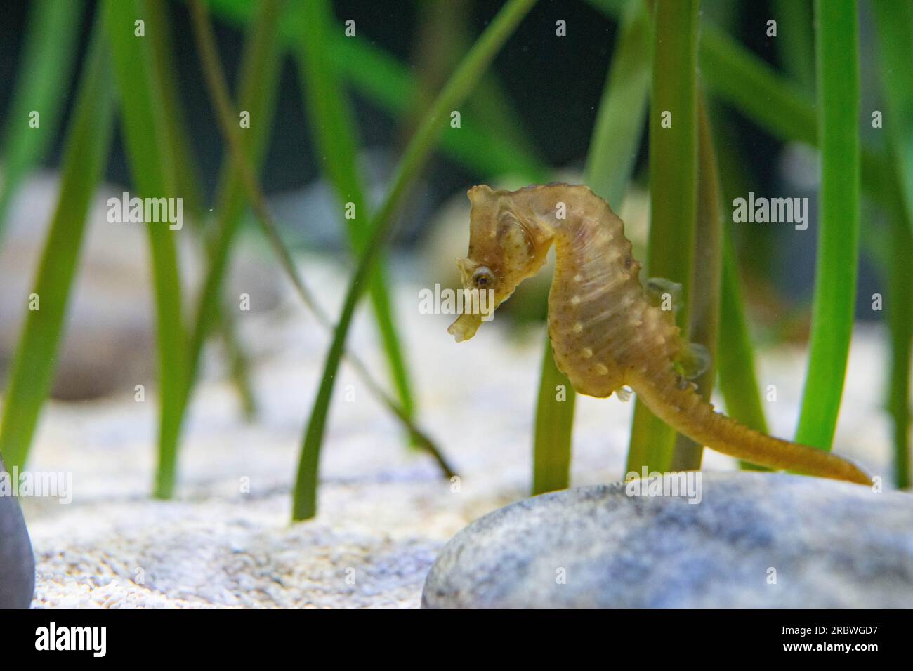 short snouted seahorse male in bristol aquarium Stock Photo - Alamy