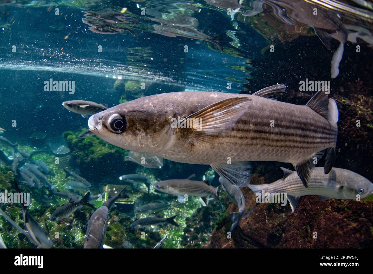 thick lipped mullet in bristol aquarium Stock Photo - Alamy