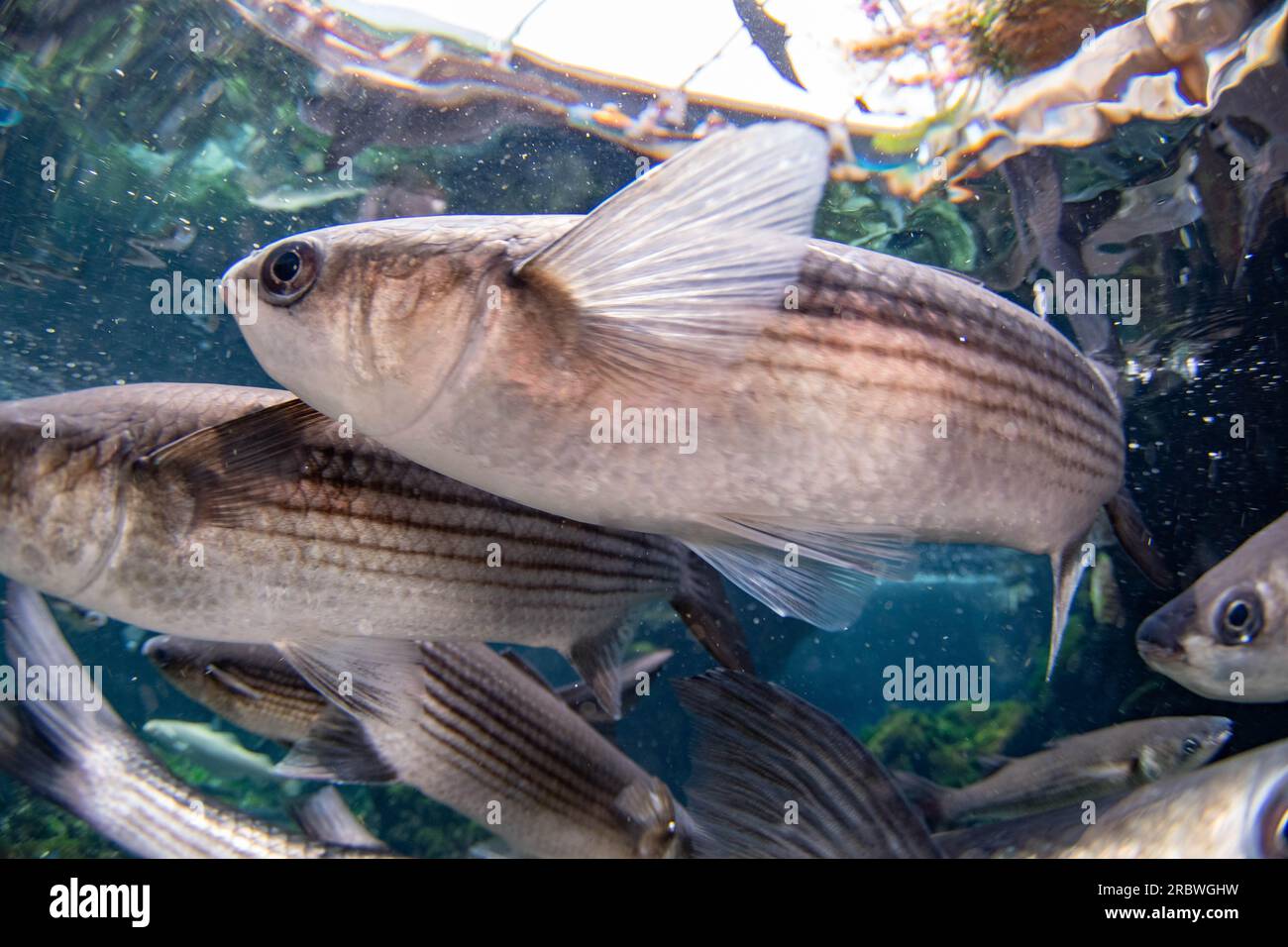thick lipped mullet in bristol aquarium Stock Photo - Alamy