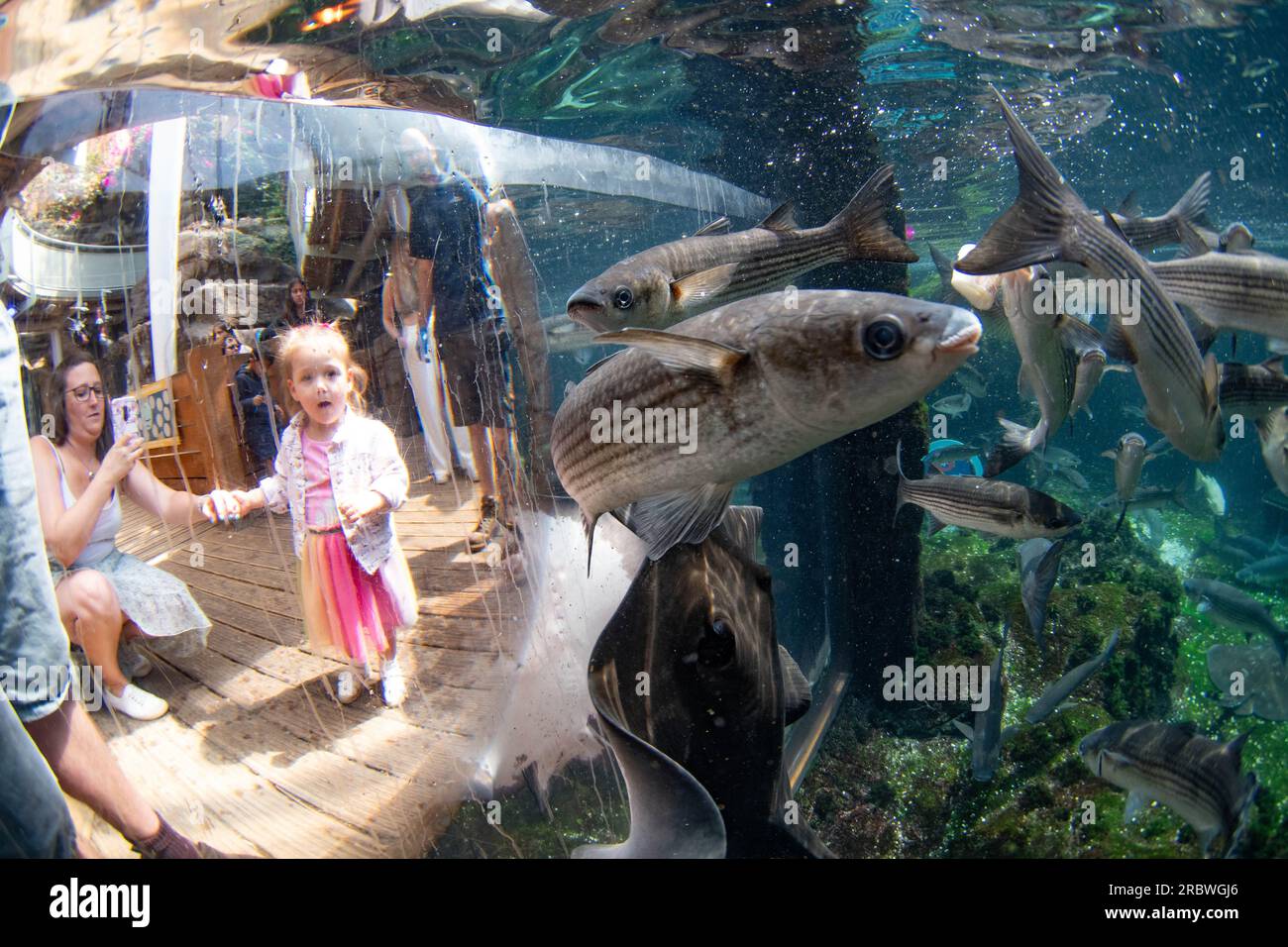 thick lipped mullet in bristol aquarium Stock Photo - Alamy