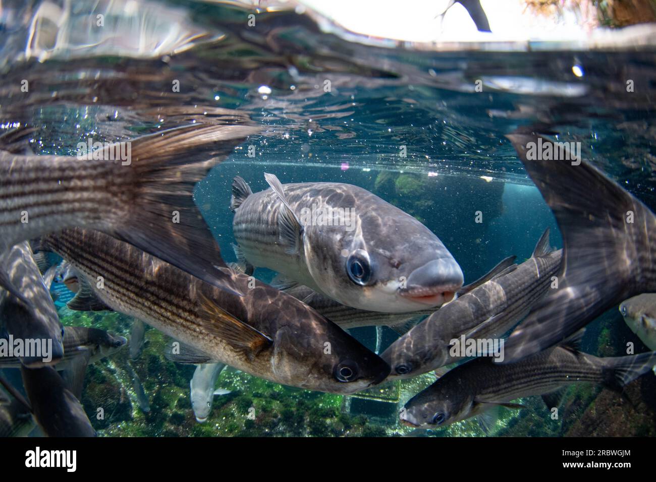 thick lipped mullet in bristol aquarium Stock Photo - Alamy