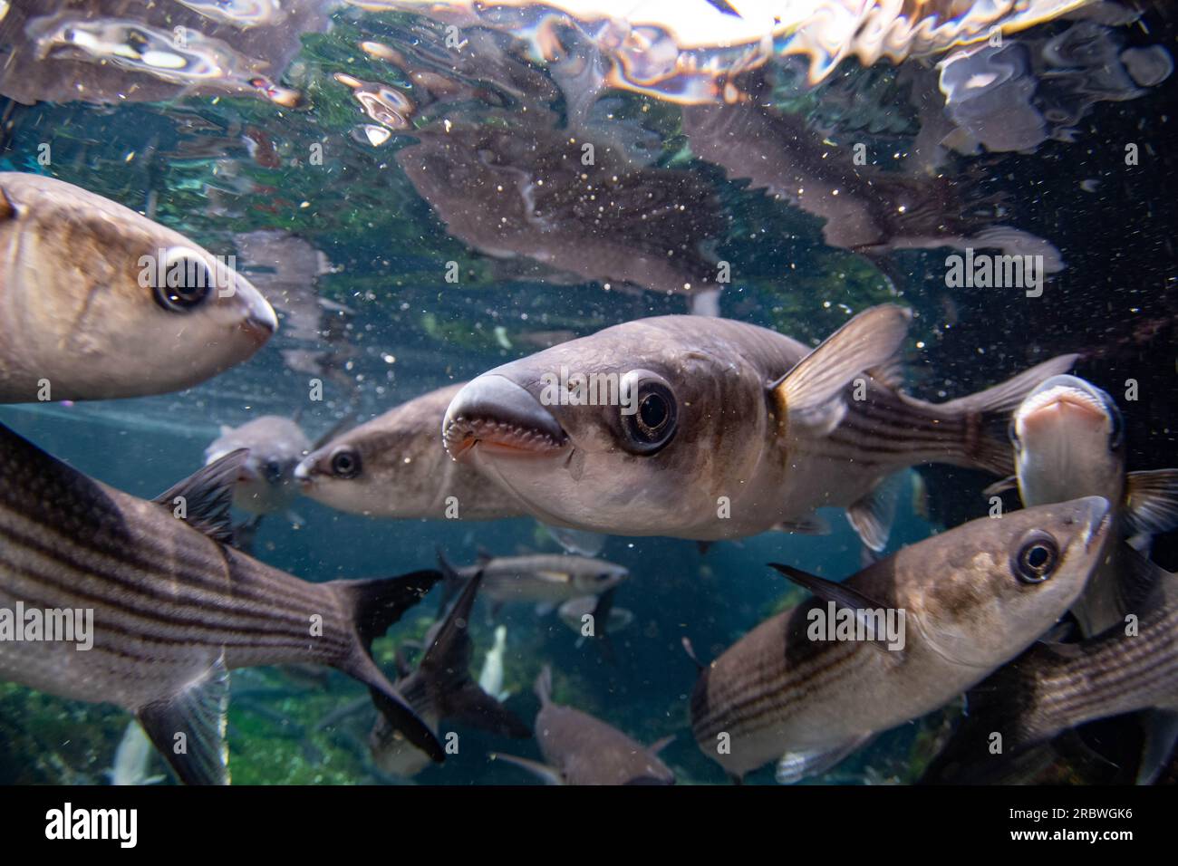 thick lipped mullet in bristol aquarium Stock Photo - Alamy