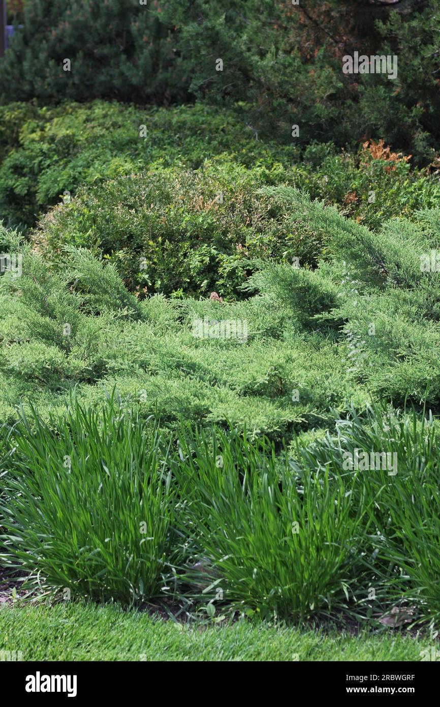 Beautiful lush overgrown summer meadow with lots of leafy green plants ...