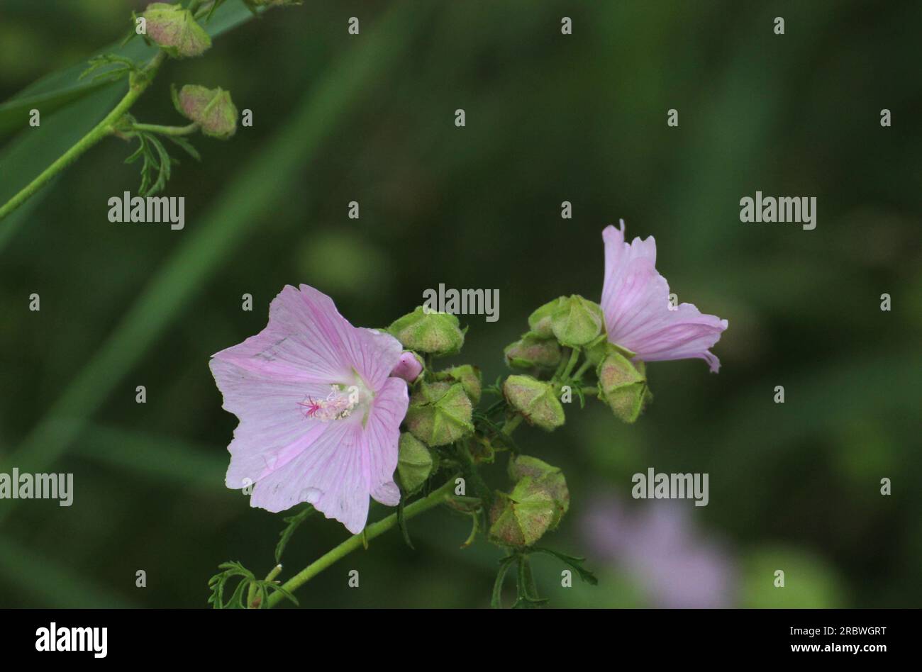 Blossoms of hollyhock mallow (Malva alcea Stock Photo - Alamy