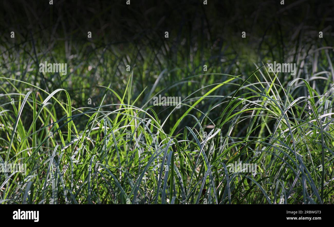 Horizontal shot grass plants hi-res stock photography and images - Alamy