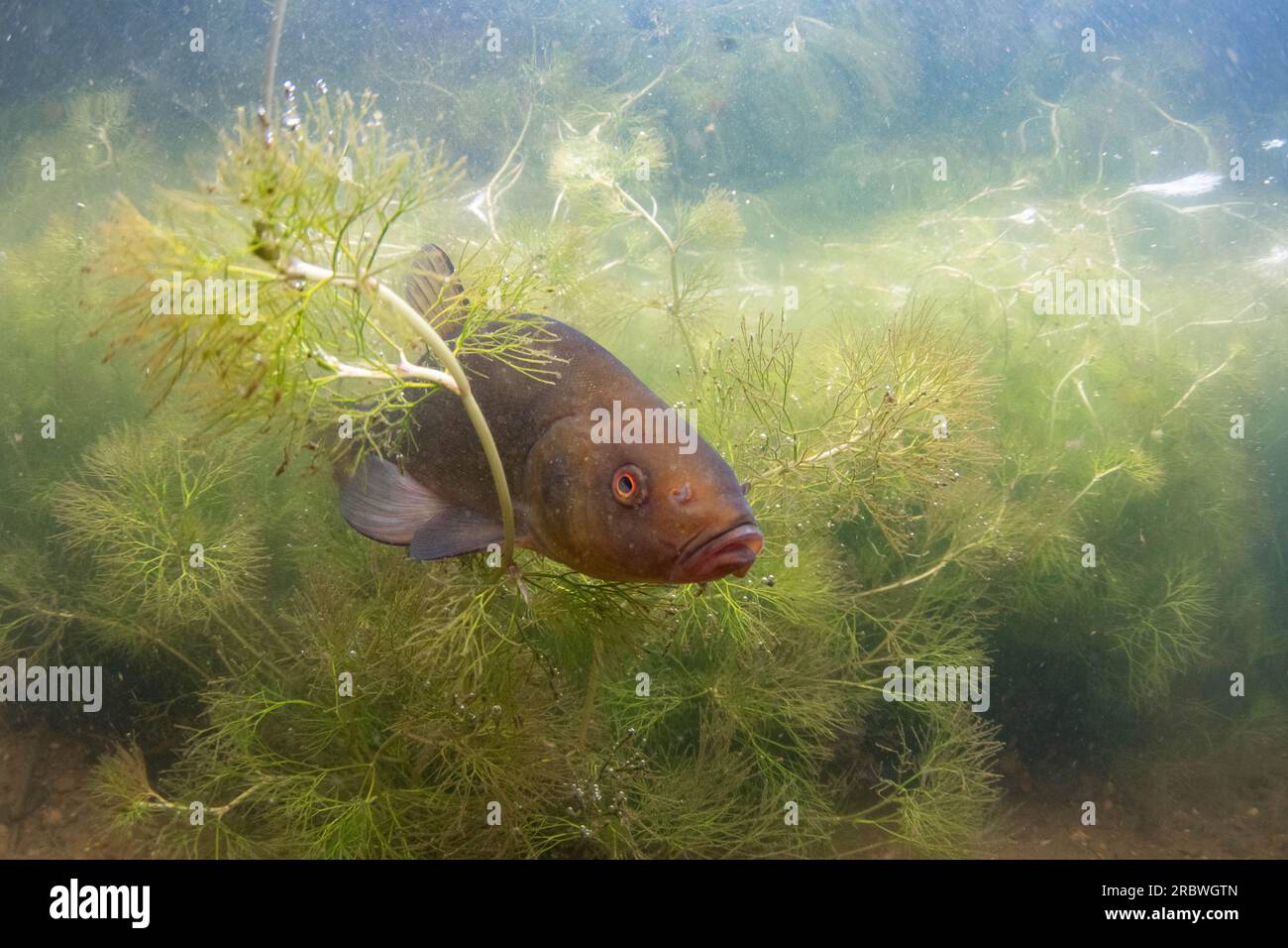 Tench lake hi-res stock photography and images - Alamy