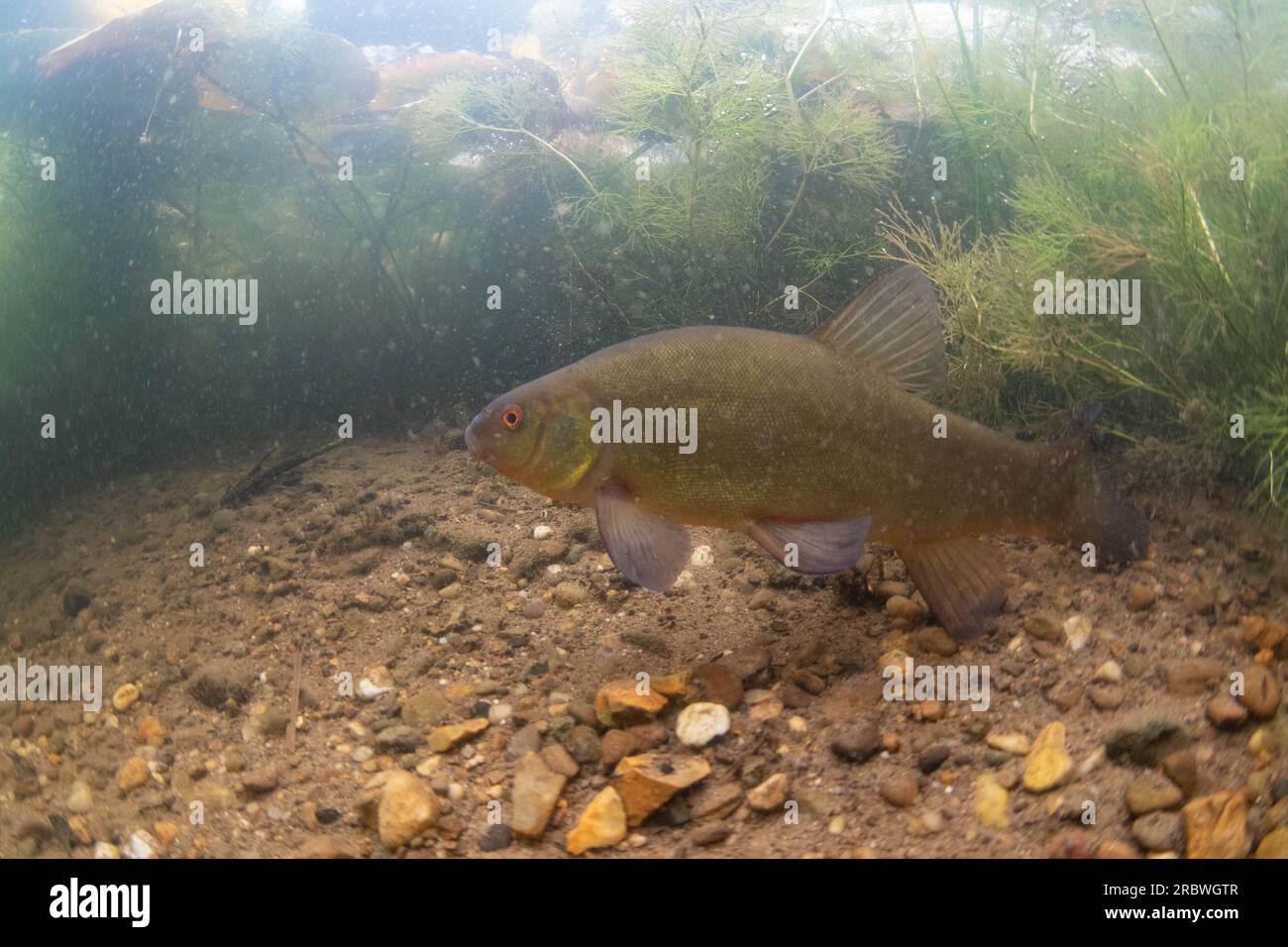 Tench underwater uk hi-res stock photography and images - Alamy