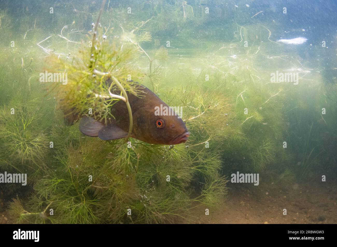 Tench lake hi-res stock photography and images - Alamy