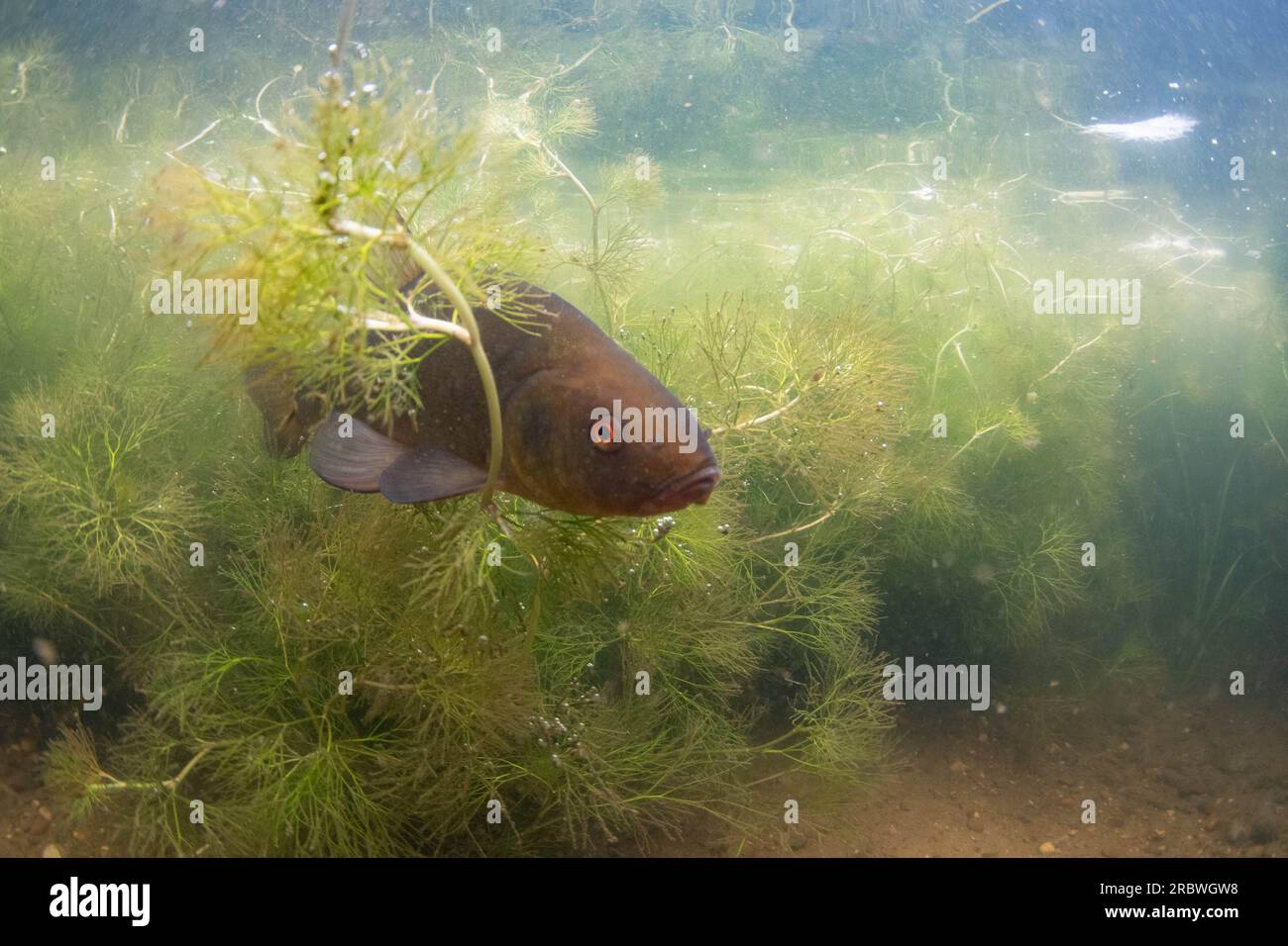 Tench lake hi-res stock photography and images - Alamy