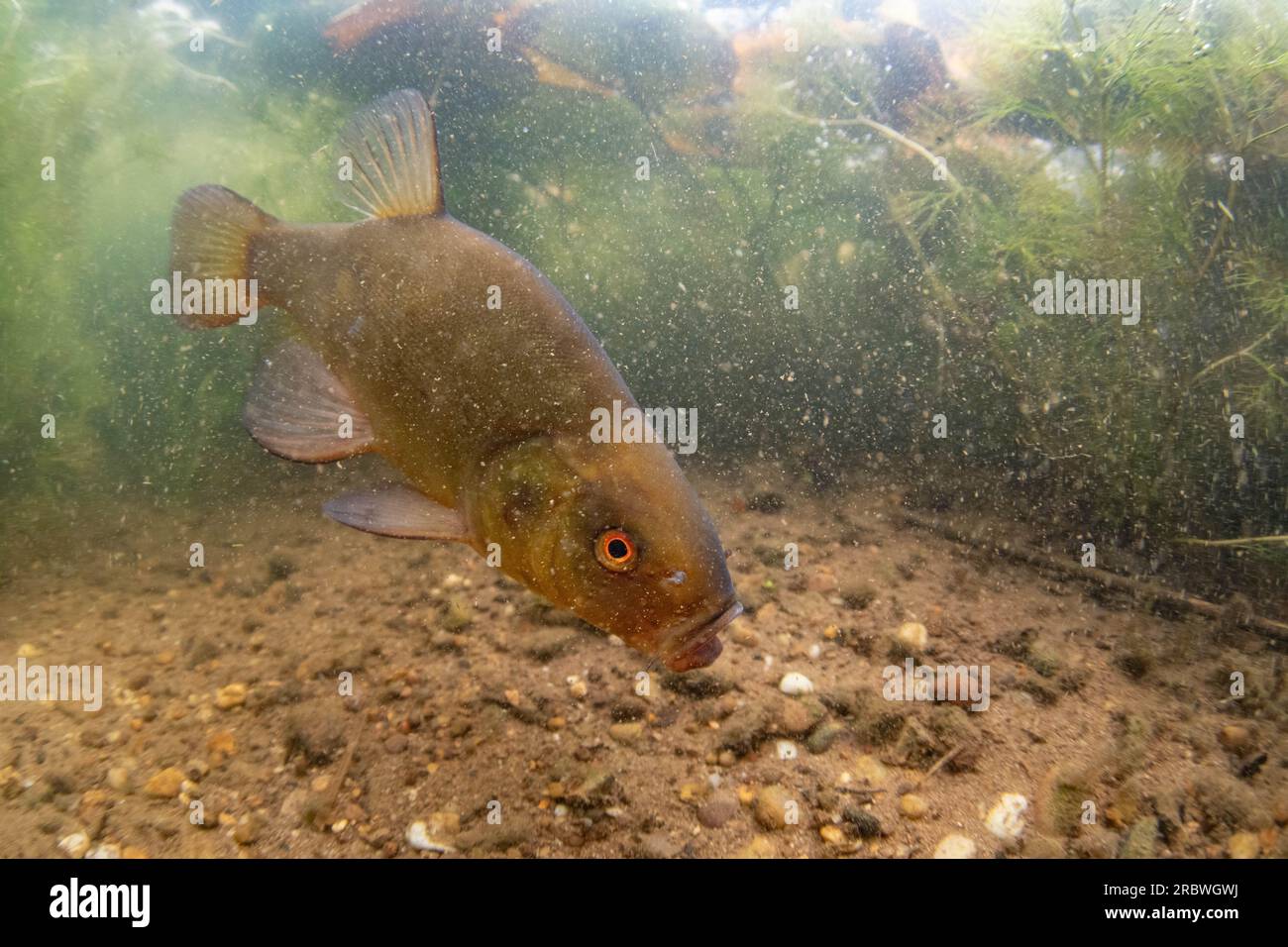 Tench lake hi-res stock photography and images - Alamy