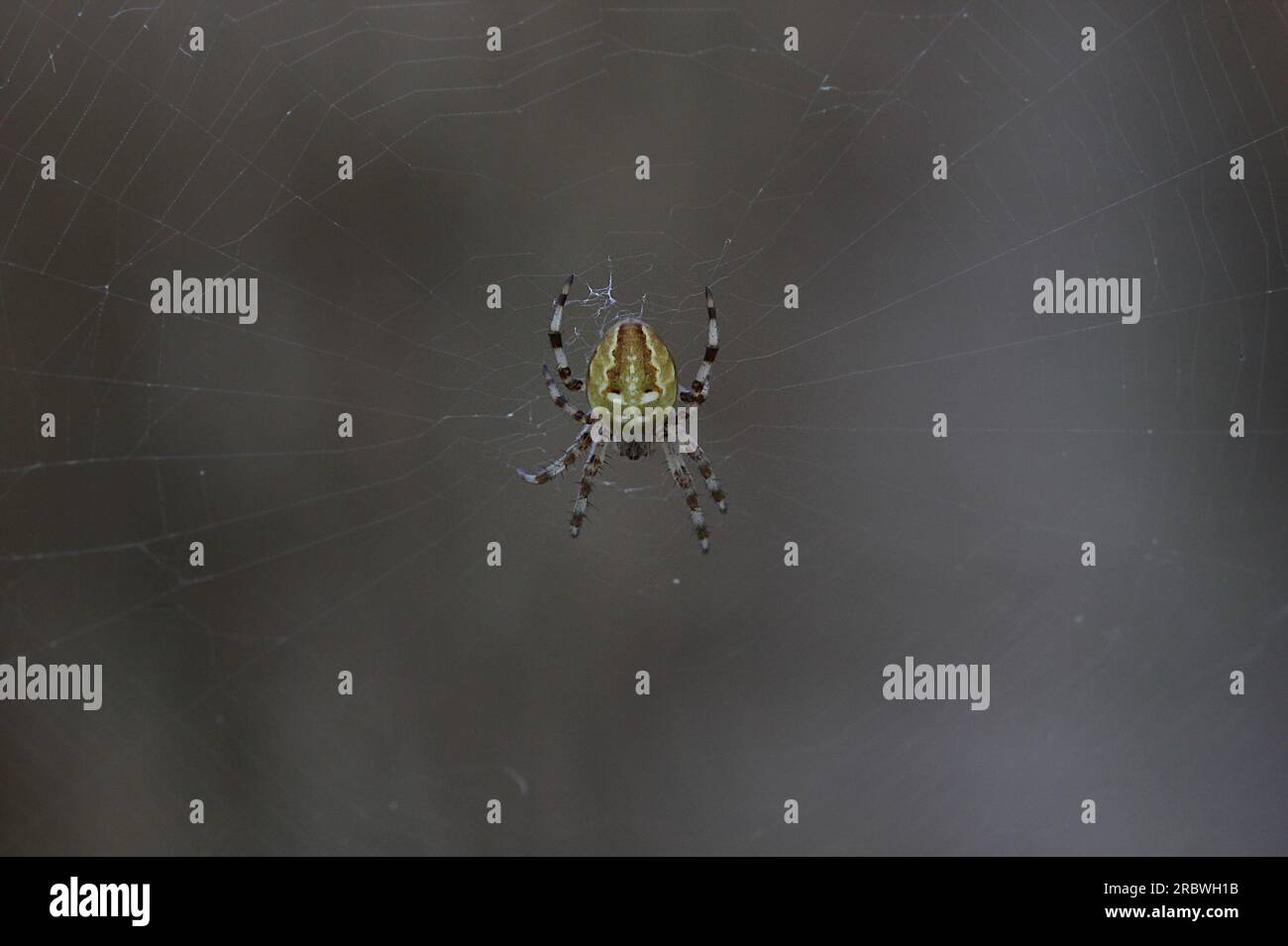 Four-spot orb-weaver (Araneus quadratus) sitting in its web Stock Photo ...