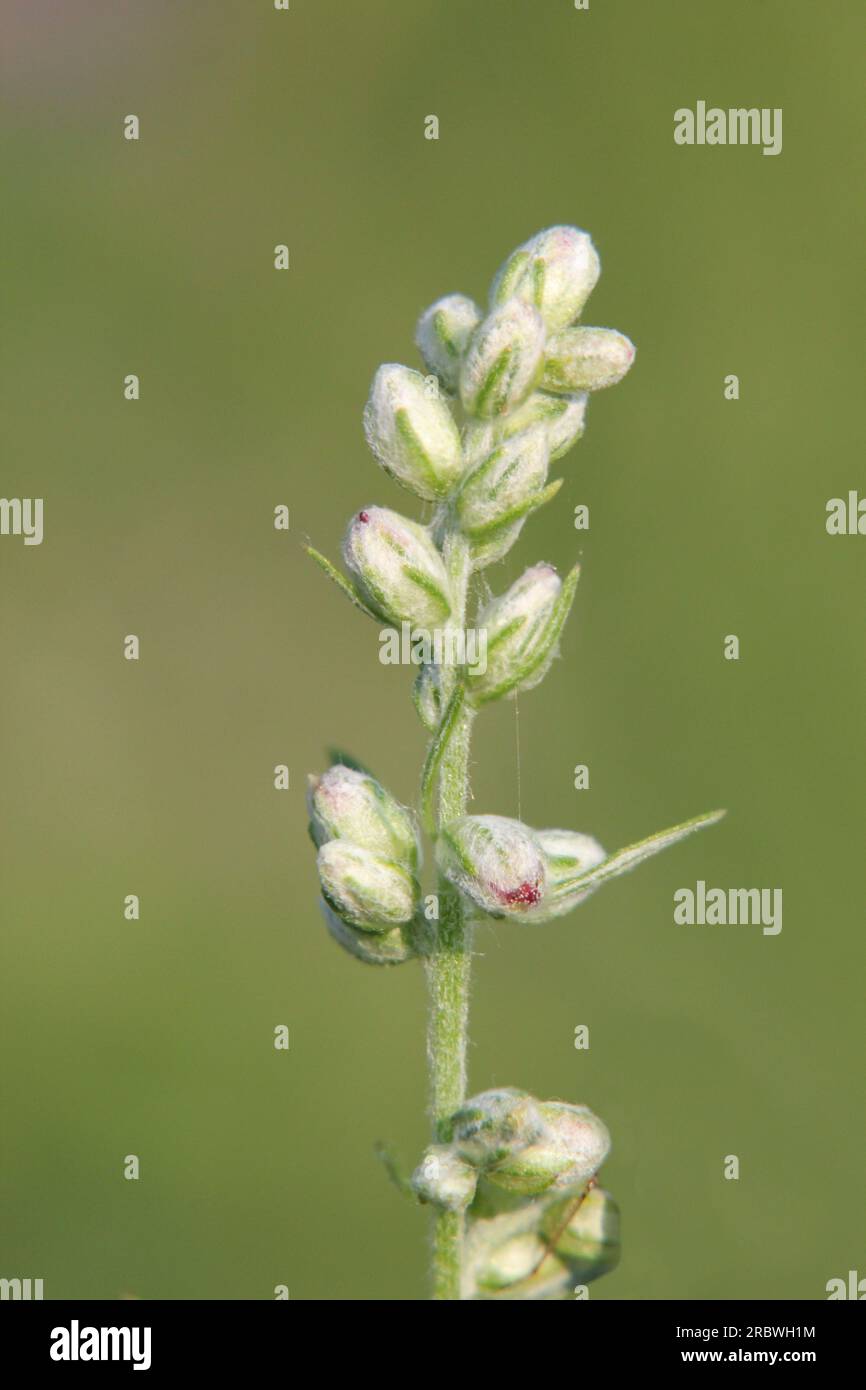 Blossom macro of the mugwort (Artemisia vulgaris), a common wild plant ...