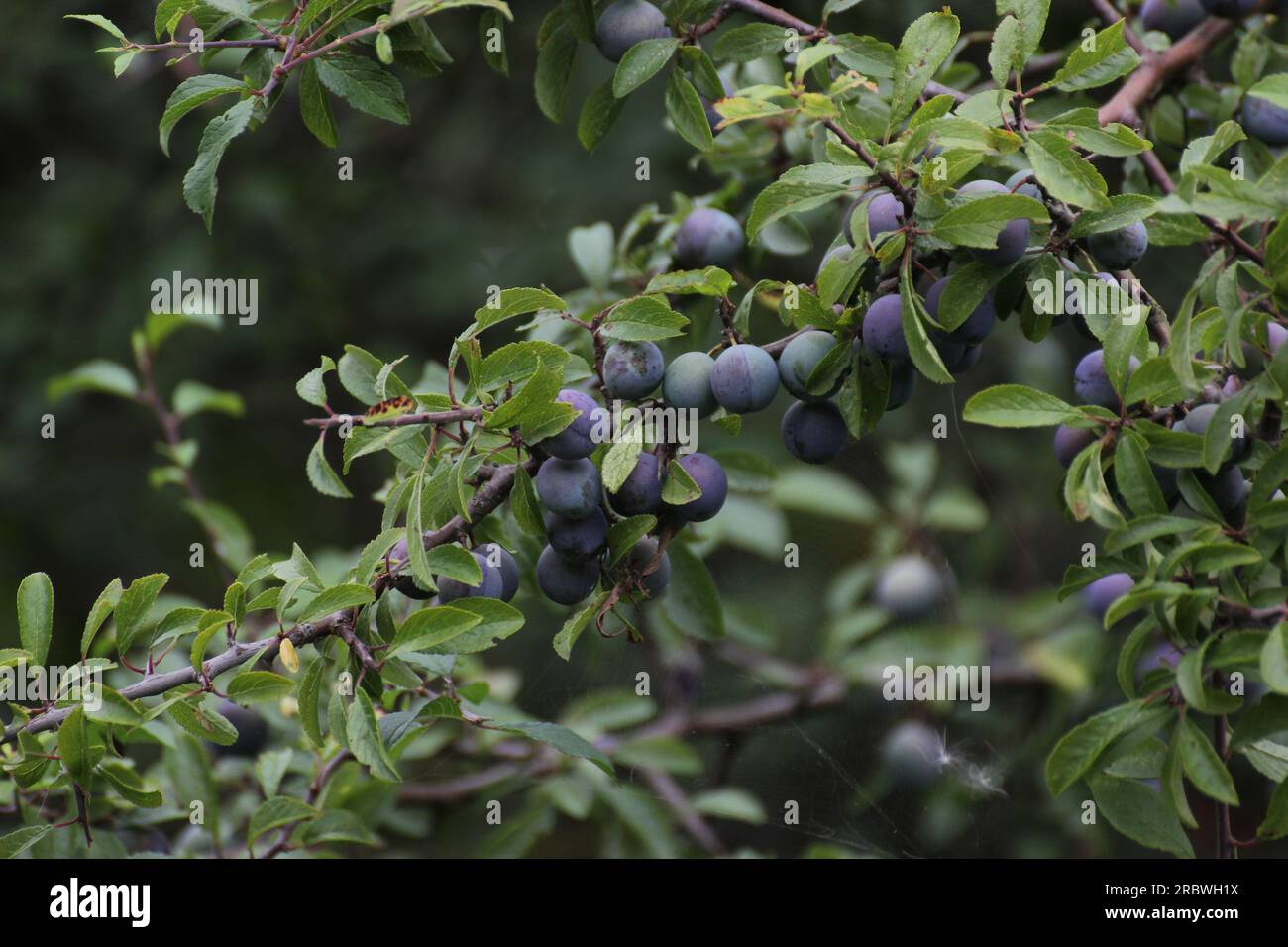 Fruits of the blackthorn (Prunus spinosa Stock Photo - Alamy