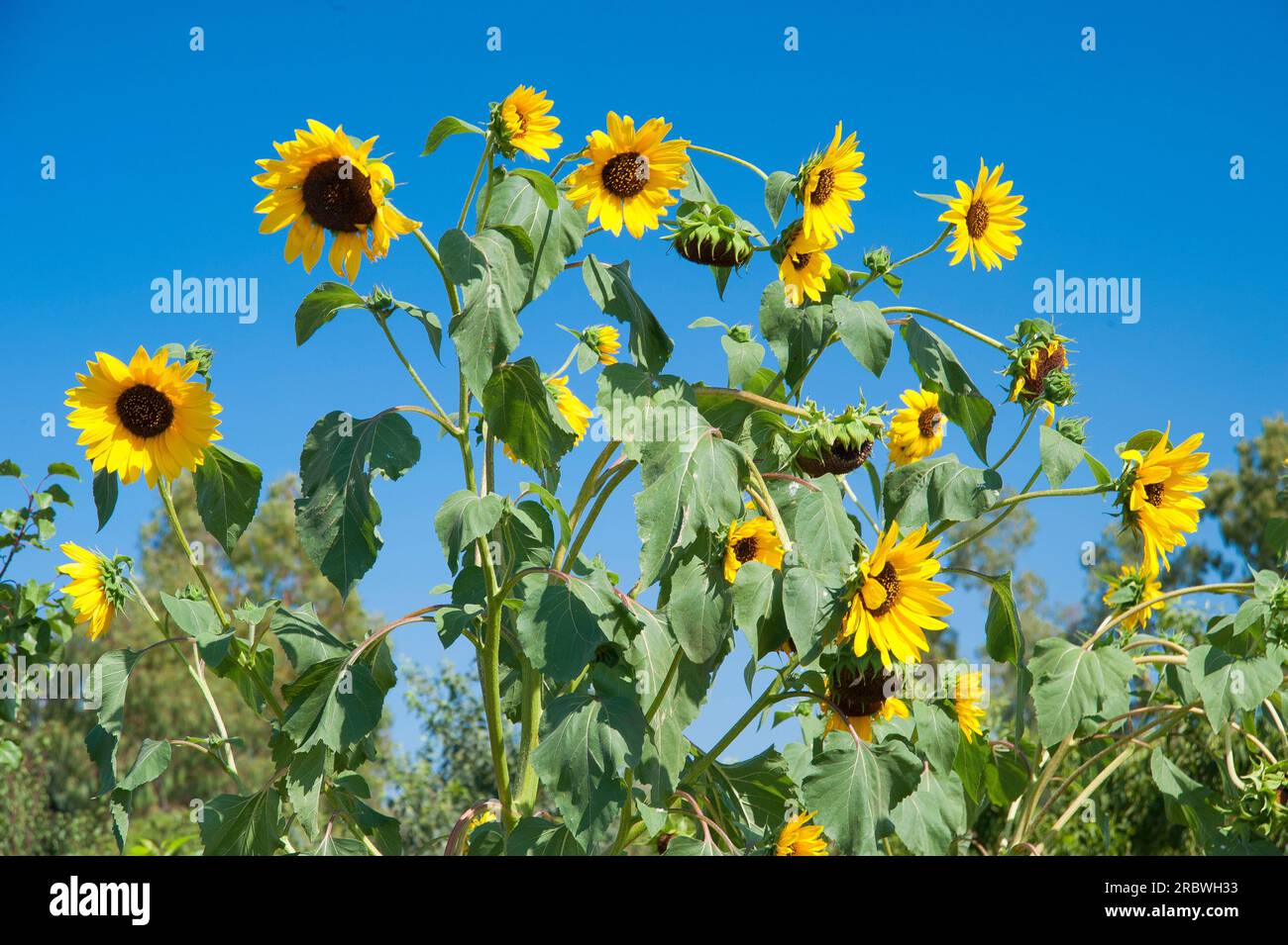 Helianthus hybrid hi-res stock photography and images - Alamy