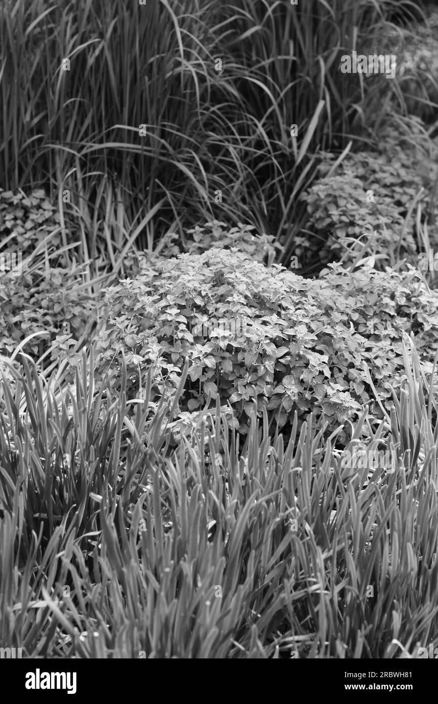 Typical common bushes and plants growing in the summer meadow in a ...