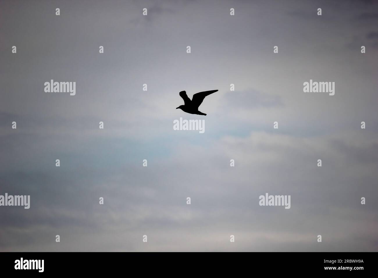 Pure black silhouette of a gull in the sky Stock Photo - Alamy
