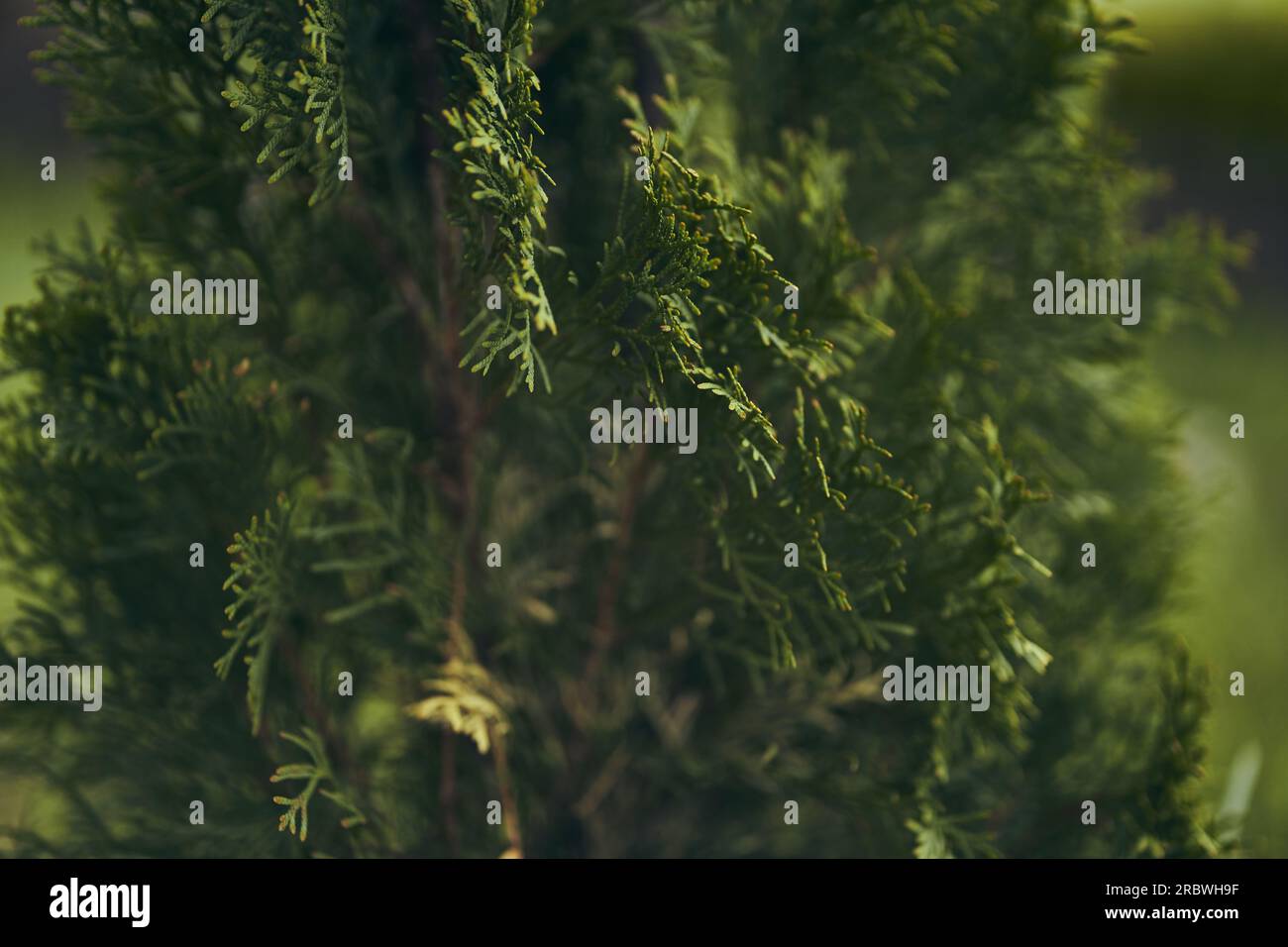 Fresh green leaves, thuja branches on a green background. A sprig of ...