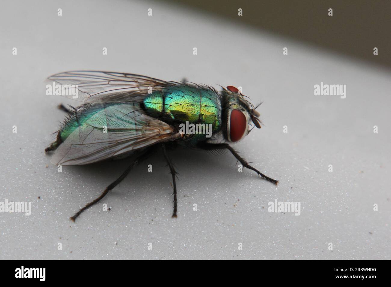 Green bottle fly (Lucilia) sitting on railing Stock Photo - Alamy