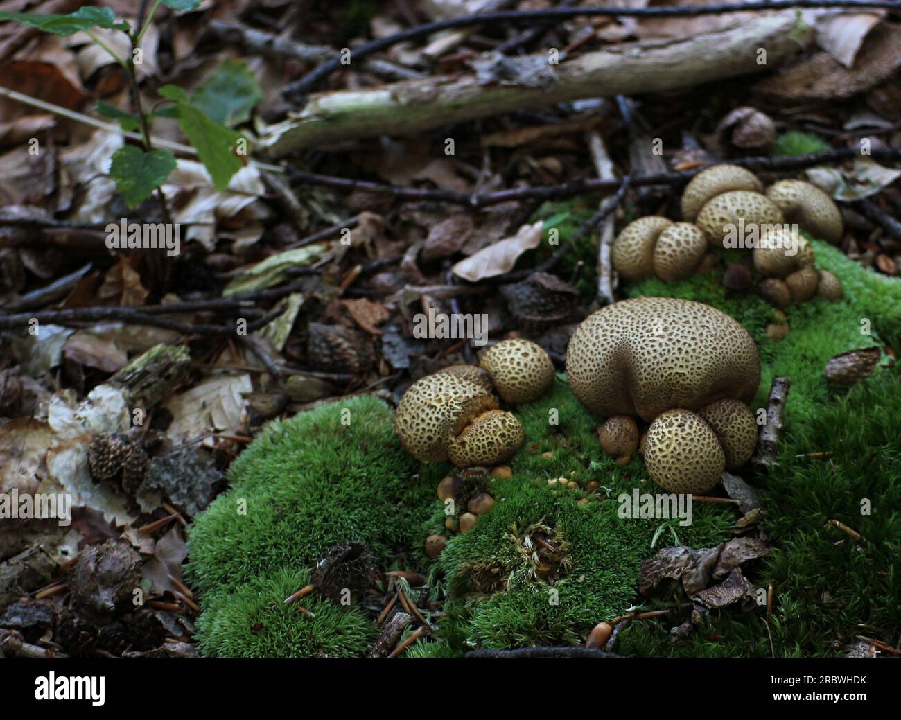 Mushrooms of the poisonous common earthball (Scleroderma citrinum, syn ...