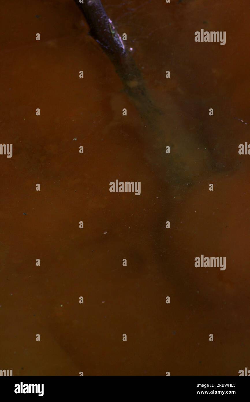 Red and slimy water in a polluted lake Stock Photo - Alamy