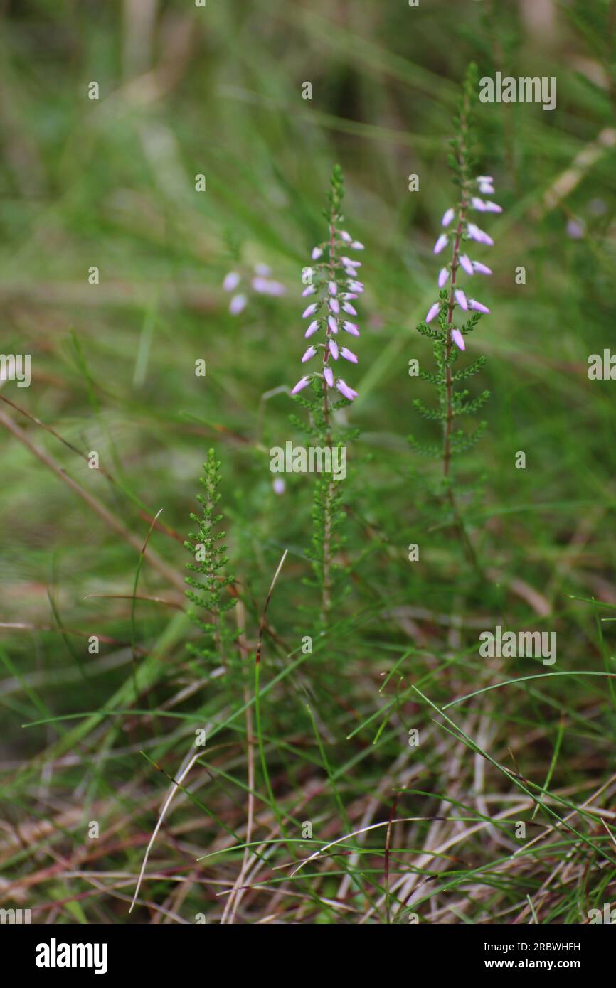 Heather (Calluna vulgaris) shrub in germany Stock Photo - Alamy