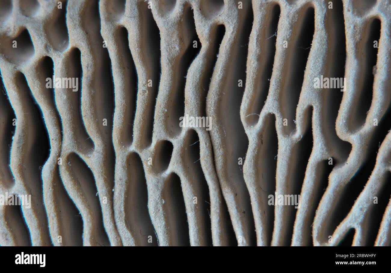Close-Up of the labyrith hymenium of an oak mazegill (Daedalea quercina ...