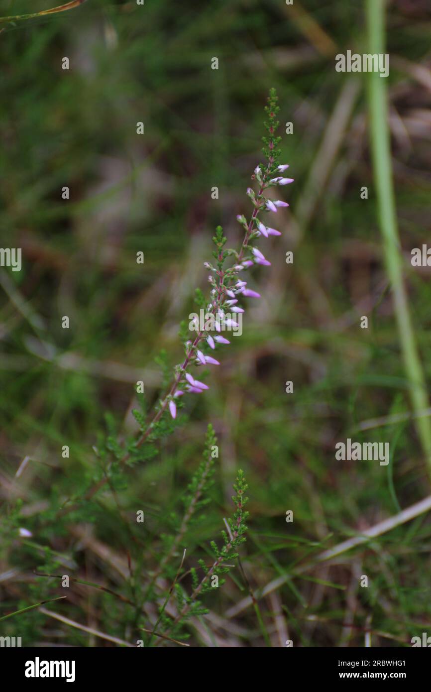 Heather (Calluna vulgaris) shrub in germany Stock Photo - Alamy