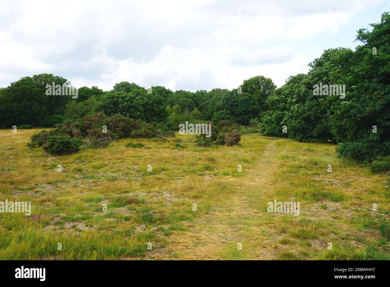 Nomansland Common - the Wicked Lady's last stand Stock Photo - Alamy