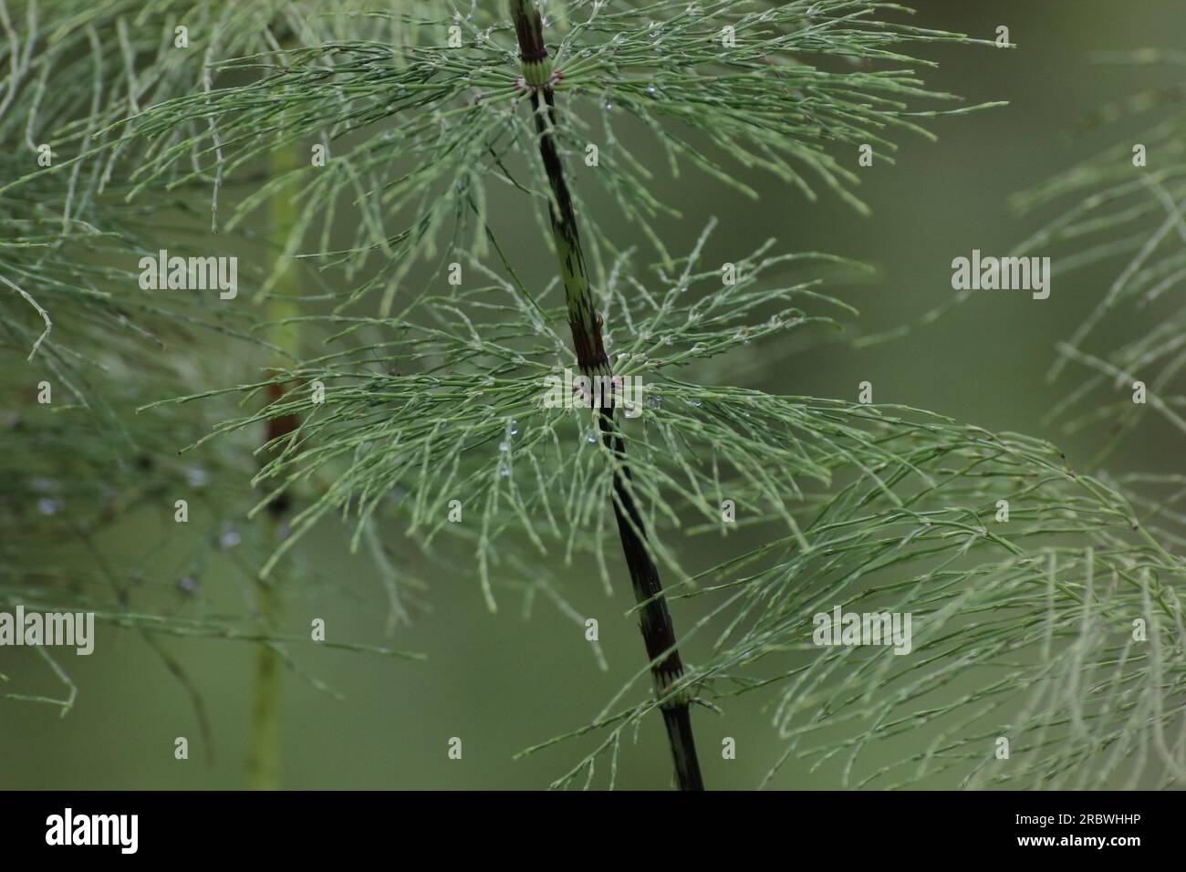 Leaf node of a wood horsetail (Equisetum sylvaticum) in Sweden Stock ...