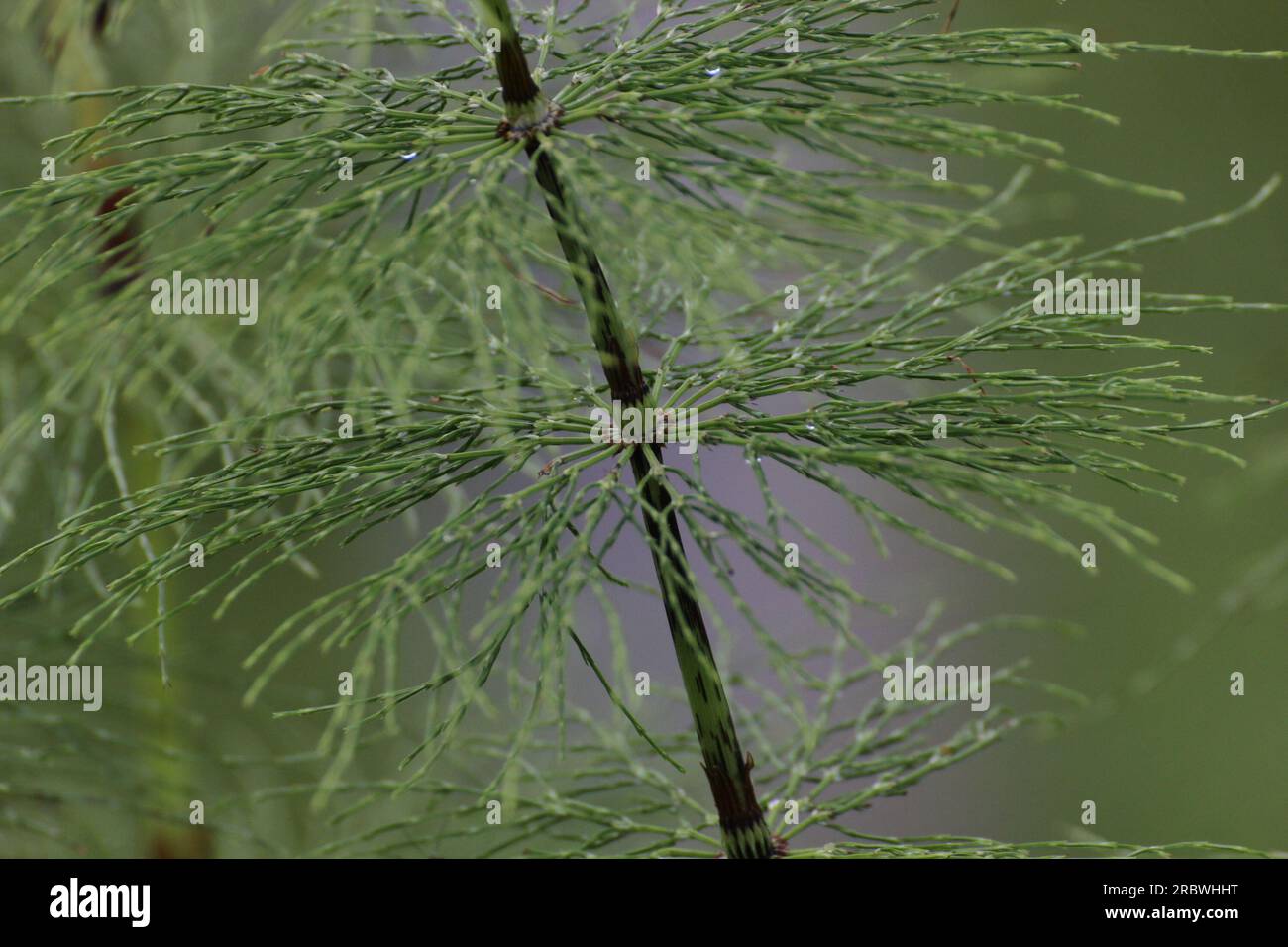 Leaf node of a wood horsetail (Equisetum sylvaticum) in Sweden Stock ...