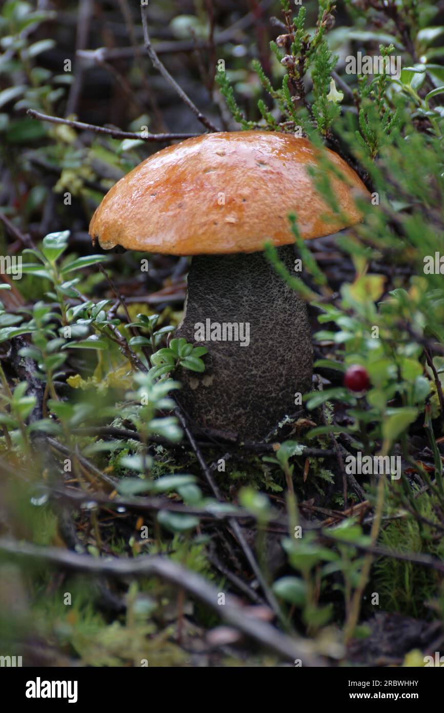 A single Orange Birch Bolete (Leccinum versipelle) between moss and ...