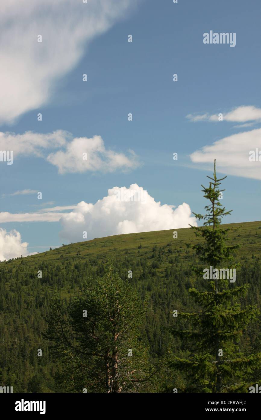 Heathlands besides Kungsleden ("The Kings Path") in Dalarna, Sweden ...
