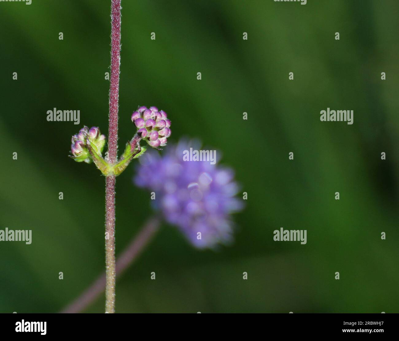 The Devil's-bit Scabious (Succisa pratensis) with different stages of ...