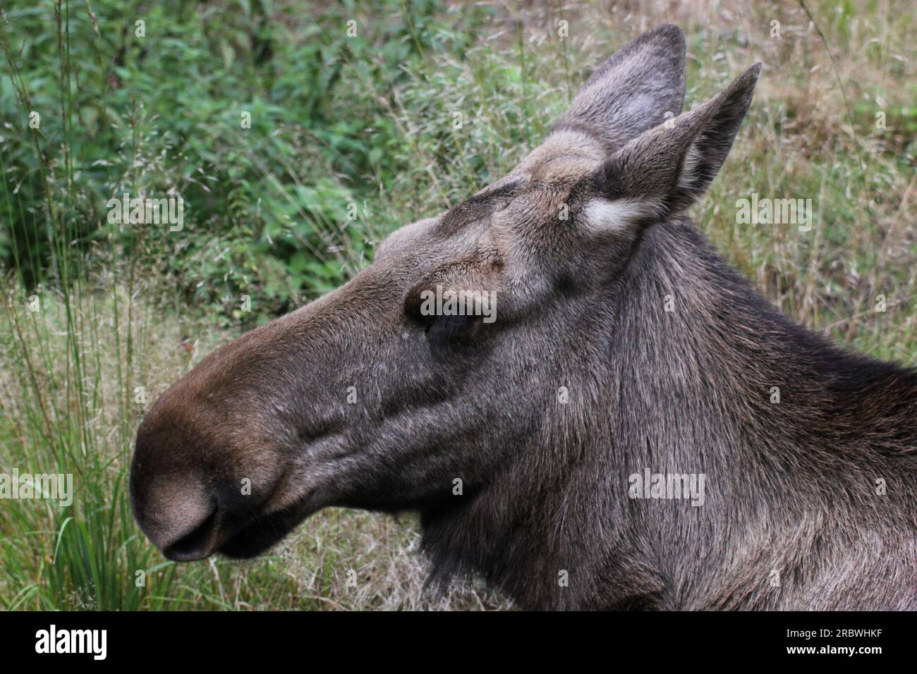 Mighty moose hi-res stock photography and images - Alamy