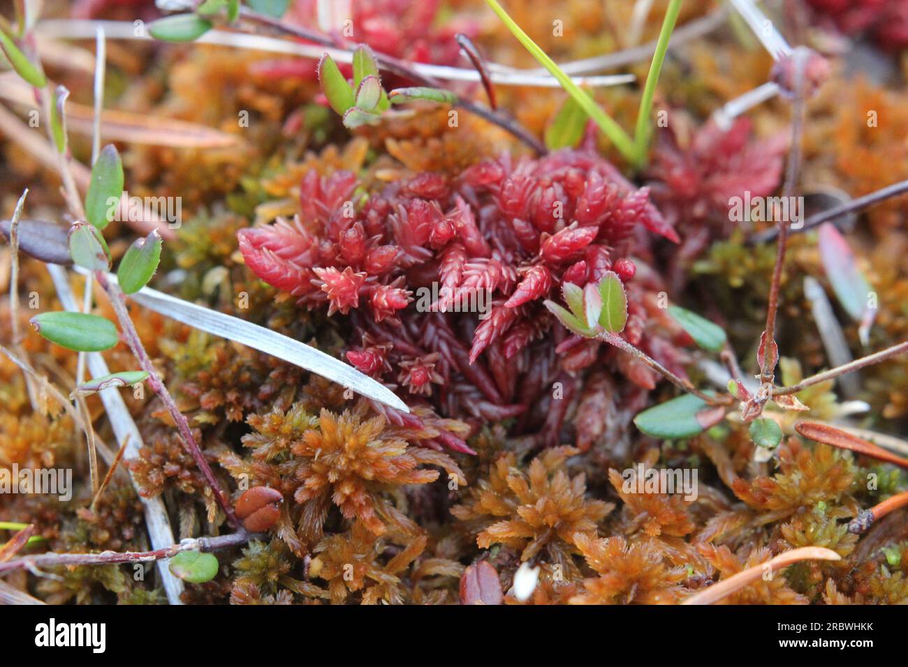 Red peat bog in a Swedish mire Stock Photo - Alamy