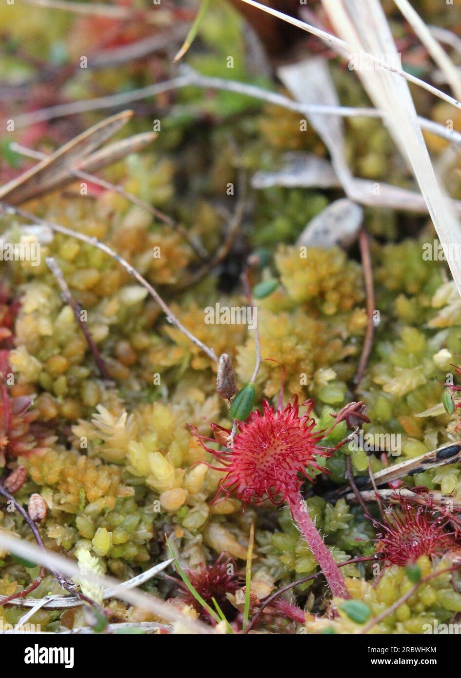 Common sundew (Drosera rotundifolia) in a Swedish mire Stock Photo - Alamy