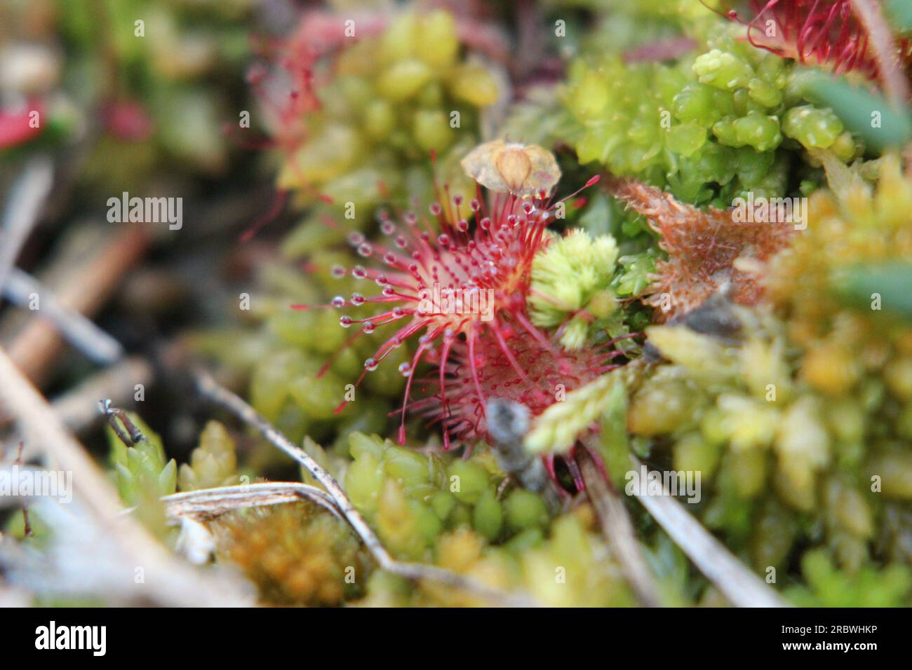 Common sundew (Drosera rotundifolia) in a Swedish mire Stock Photo - Alamy