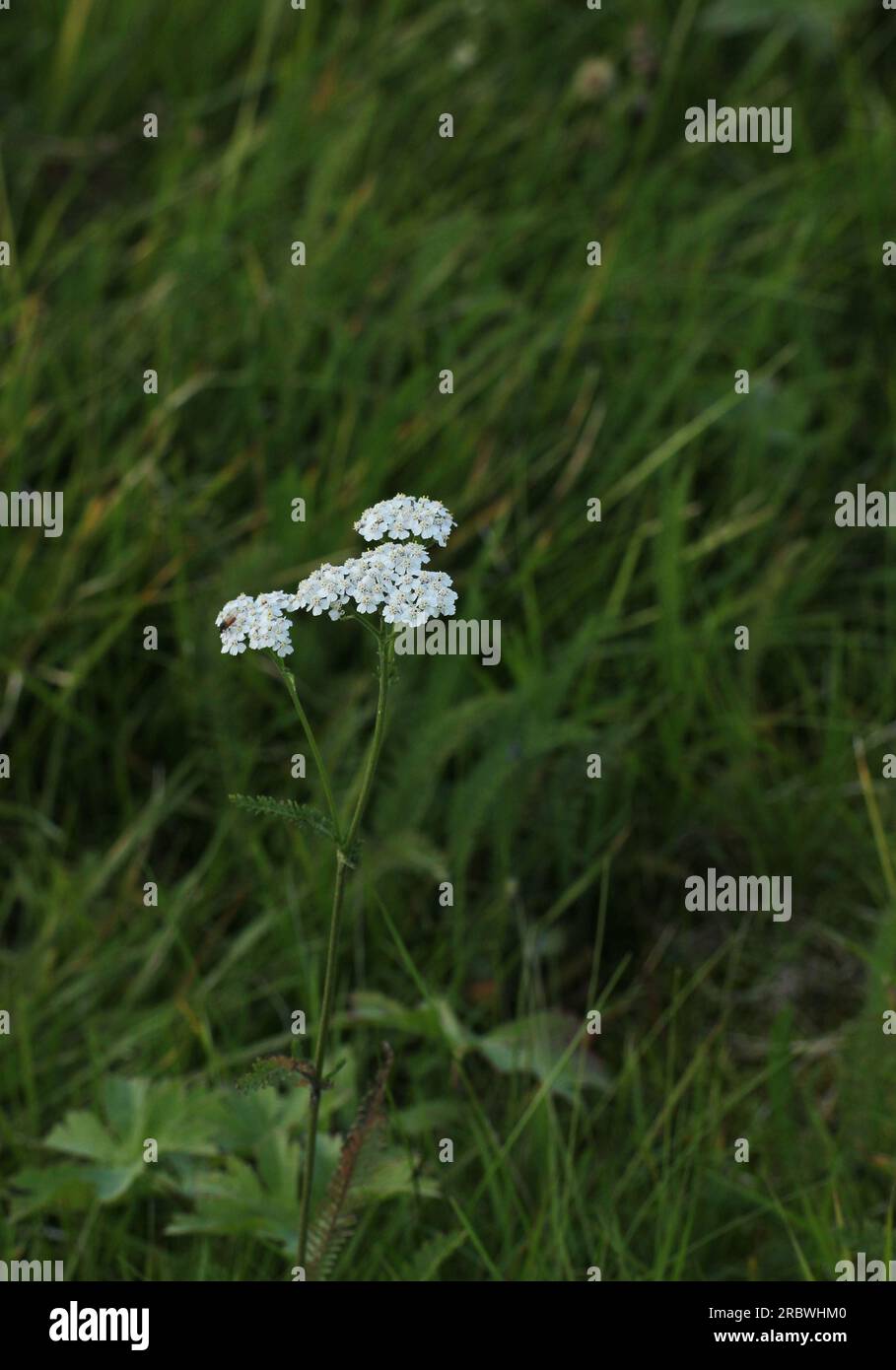 Flower achillea millefolium family hi-res stock photography and images ...