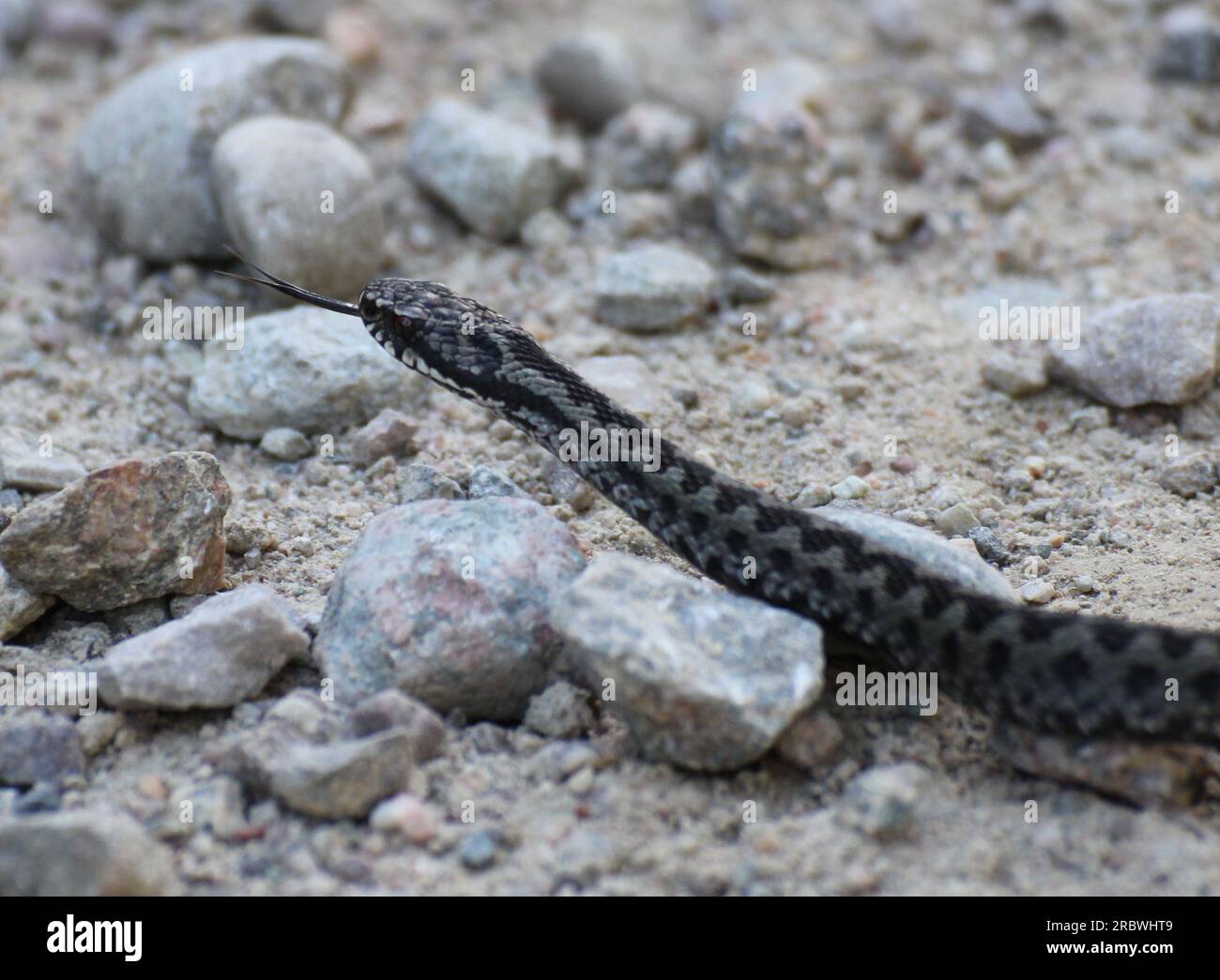 Common european viper (Vipera berus) showing its tongue Stock Photo - Alamy