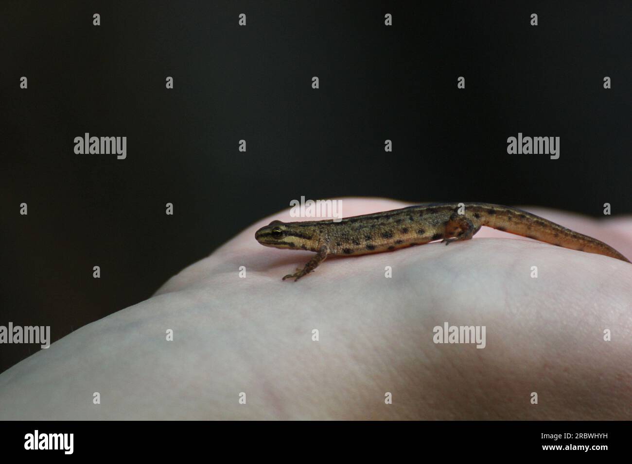 Young smooth newt (Lissotriton vulgaris) on hand Stock Photo - Alamy