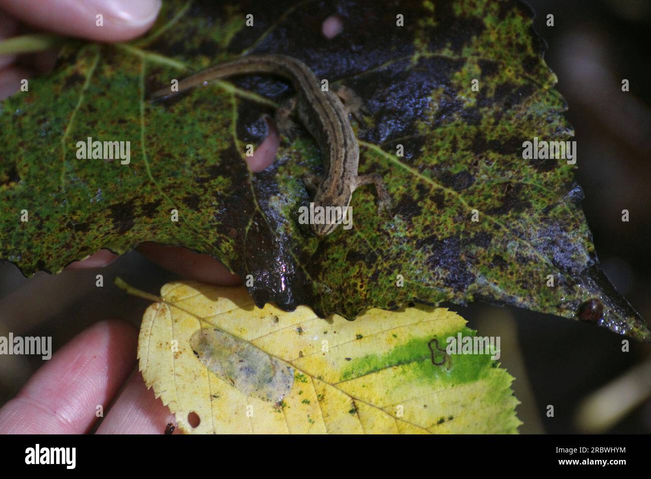 Young smooth newt (Lissotriton vulgaris) on leaves Stock Photo - Alamy
