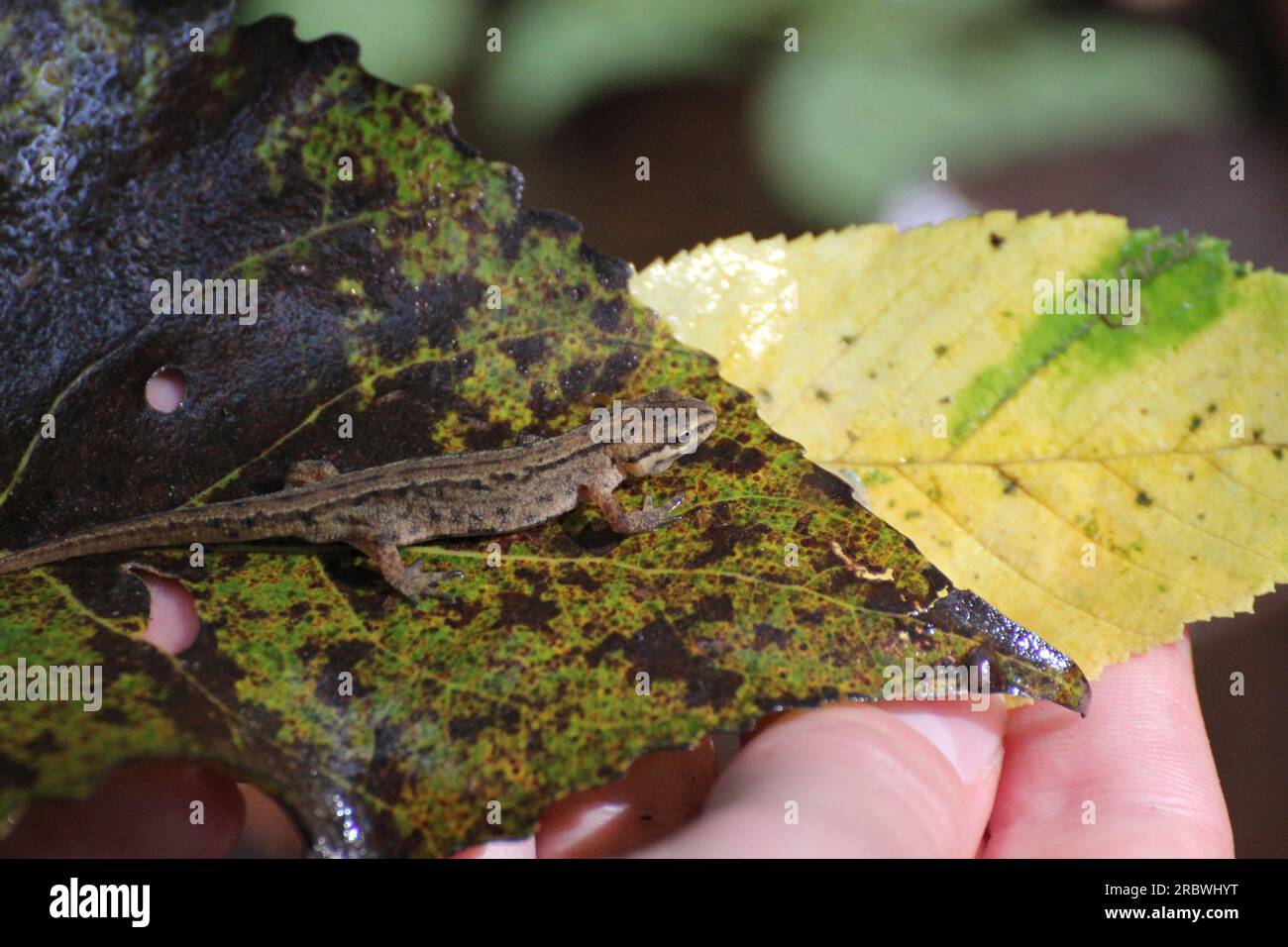 Young smooth newt (Lissotriton vulgaris) on leaves Stock Photo - Alamy