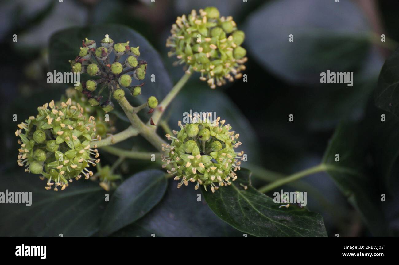 Up close shot hedera helix hi-res stock photography and images - Alamy