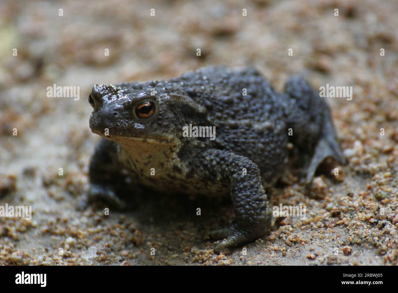 Dry land toad hi-res stock photography and images - Alamy