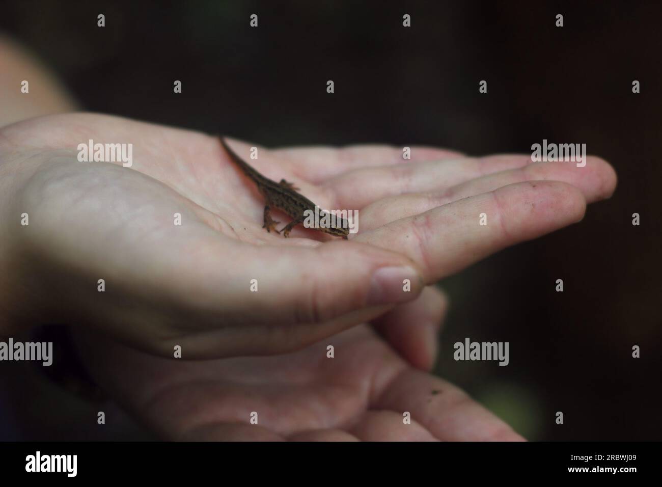 Young smooth newt (Lissotriton vulgaris) on hand Stock Photo - Alamy